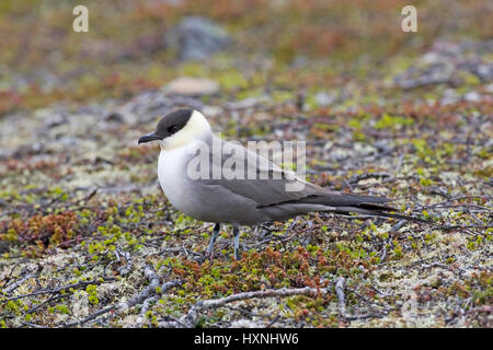 Falcon's robbery gull, Long-tailed Skua, Falkenraubmöwe | Long-tailed ...