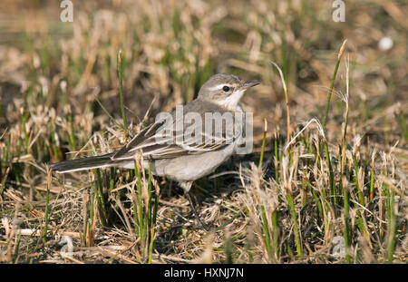 Eastern Yellow Wagtail 1st winter Stock Photo: 136928942 - Alamy