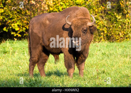 Bison bull, Masuria, Pole, Wisent Bulle, Masuren, Polen Stock Photo - Alamy