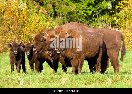 Bison bull, Masuria, Pole, herd, family, Wisent Bulle, Masuren, Polen ...