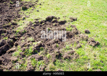 garden, lawn damaged by Eurasian Wild Boar, ploughing up grassland, Sus ...