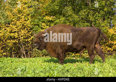 Bison bull, Masuria, Pole, Wisent Bulle, Masuren, Polen Stock Photo - Alamy