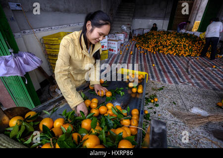Oranges being washed sorted and graded after harvest in a packing house ...