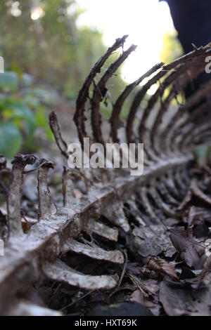 Bones from the spine of a dead animal on sandy ground, Tiras Mountain ...