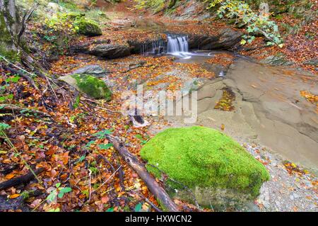 Creek in Irati Jungle, Pyrenees, Navarre, Spain Stock Photo - Alamy