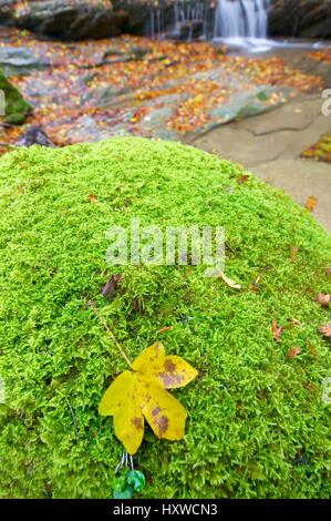 Creek in Irati Jungle, Pyrenees, Navarre, Spain Stock Photo - Alamy