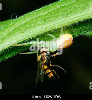 Crab Spider or Flower Spider (Lehtinelagia evanida) with butterfly prey ...