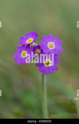 Rare Scottish primrose Primula scotica Yesnaby Orkney Scotland UK Stock ...