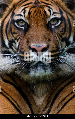 Close up of a Sumatran Tigers head Stock Photo - Alamy
