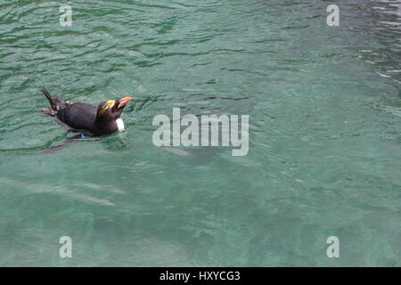 Living Coasts, Torquay is a coastal zoo and aquarium home to various ...