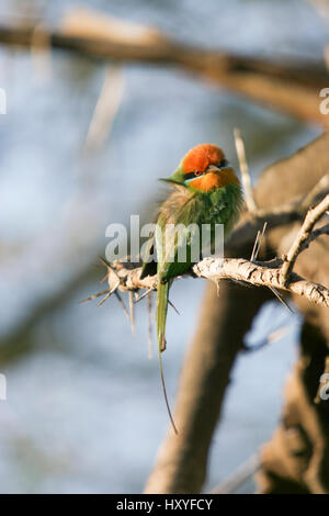 Böhm's Bee-eater (Merops boehmi Stock Photo - Alamy