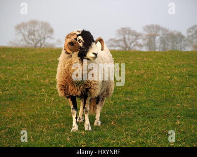 Swaledale ram or tup with large curly horns on farm in Cumbria with ewe ...