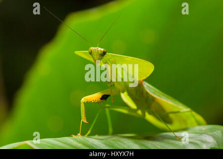 Hooded Praying Mantis (Choeradodis rhombicollis) disguised as leaf ...