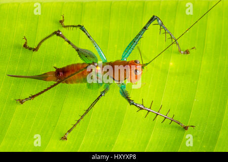 Spiny predatory katydid (Listroscelis sp) photographed on a white ...