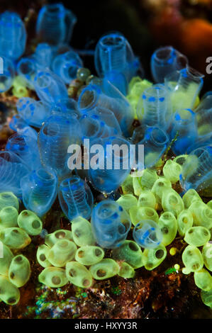 Sea Squirts, Clavelina moluccensis, Clavelinidae, Anilao, Batangas ...