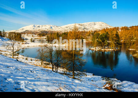 Tarn Hows and Wetherlam, Lake District, Cumbria Stock Photo - Alamy