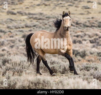 Wild horse / Mustang, dun, Adobe Town, Wyoming, USA Stock Photo - Alamy