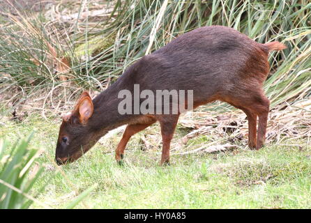 Southern pudu ((Pudu puda / Pudu pudu) male, world's smallest deer ...
