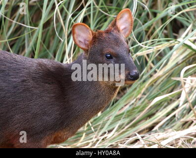 Southern pudu ((Pudu puda / Pudu pudu) male, world's smallest deer ...