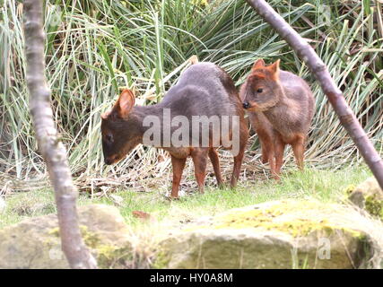 Pair of grazing Southern Pudú deer (Pudu puda), native to the lower ...
