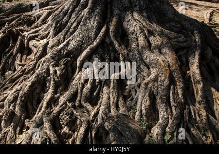 Zigzag roots of banyan tree, papikondalu, andhra pradesh, india, asia ...