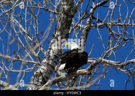 Bald Eagle perched in Poplar Tree Stock Photo - Alamy