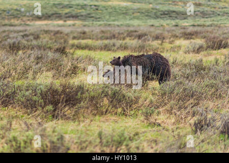 Grizzly Bear standing with his paws in clapping position Ursus Arctos ...