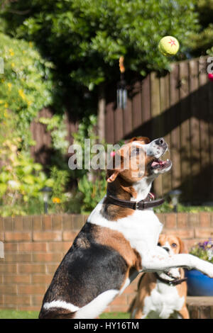 Beagle having fun, playing catch with a tennis ball outside in the park ...