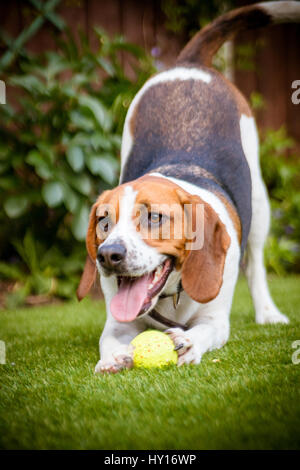 Happy beagle dog run with a ball on the snow Stock Photo - Alamy