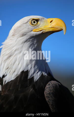 Bald eagle portrait Stock Photo - Alamy