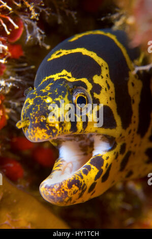 Chain Moray Eel (Echidna catenata), Bonaire, Netherlands Antilles Stock ...