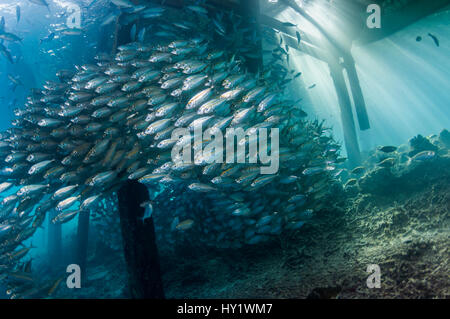 Bigeye scad (Selar crunenophthalmus) fish schooling over a coral reef ...