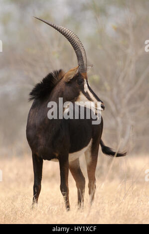 Giant Sable Antelope (Hippotragus niger variani) stands in grass ...