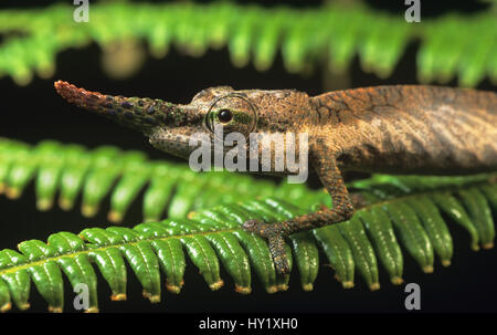 Lance Nosed Chameleon Calumma gallus Madagascar Stock Photo - Alamy