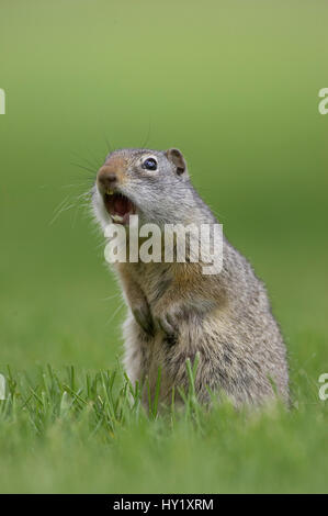 Uinta ground squirrel calling in the grass Stock Photo - Alamy