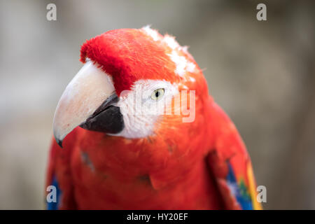 Scarlet Macaw (Ara macao). Xcaret . Playa del Carmen. Quintana Roo ...