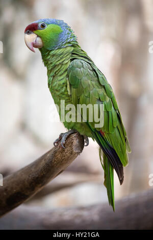 Close-up of a macaw. Cancun, Mexico Stock Photo - Alamy