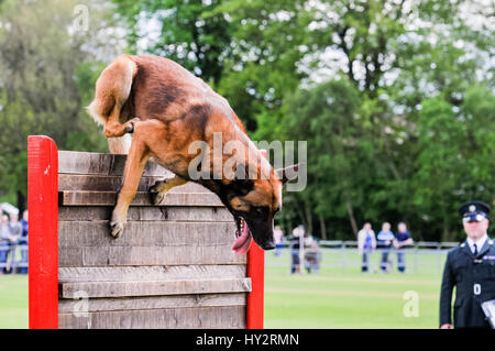 A police dog jumping through a fence at a training area Stock Photo - Alamy