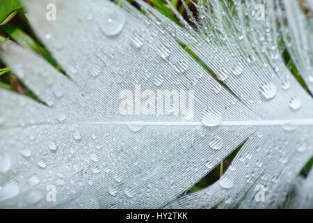 Feather of a Goose, anser forma domestica Stock Photo - Alamy
