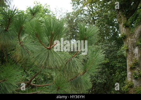 Pinus Montezumae or Montezuma Pine is a Mexican Blue Pine tree and type ...