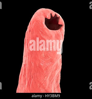 Hookworm head. Computer illustration of the head of the parasitic ...