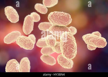 Whooping cough bacteria (Bordetella pertussis), computer illustration ...