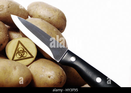 Genetic potato Amflora, symbolic photo, Genkartoffel Amflora ...
