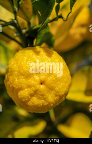 Close up of single lemon tree in the garden Stock Photo - Alamy