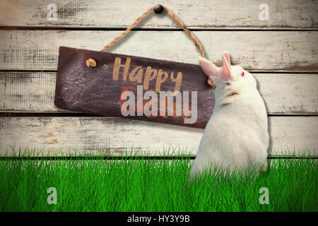 Rear view of cute rabbit against purple background Stock Photo - Alamy