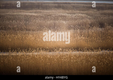 A beautiful reed pattern in a sunny spring day Stock Photo - Alamy