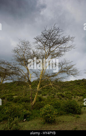 Yellow Bark Acacia trees in the mist in Ngorongoro crater seen on Stock ...