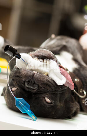 Veterinary, sterilization of a French bulldog dog, the abdomen at the ...