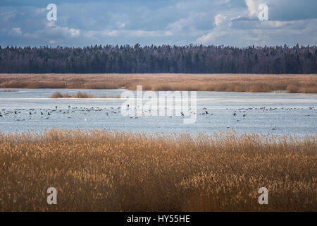 A beautiful early spring landscape with migratory birds Stock Photo - Alamy
