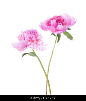 Beautiful peony rose on light blue background. Women's History Month ...